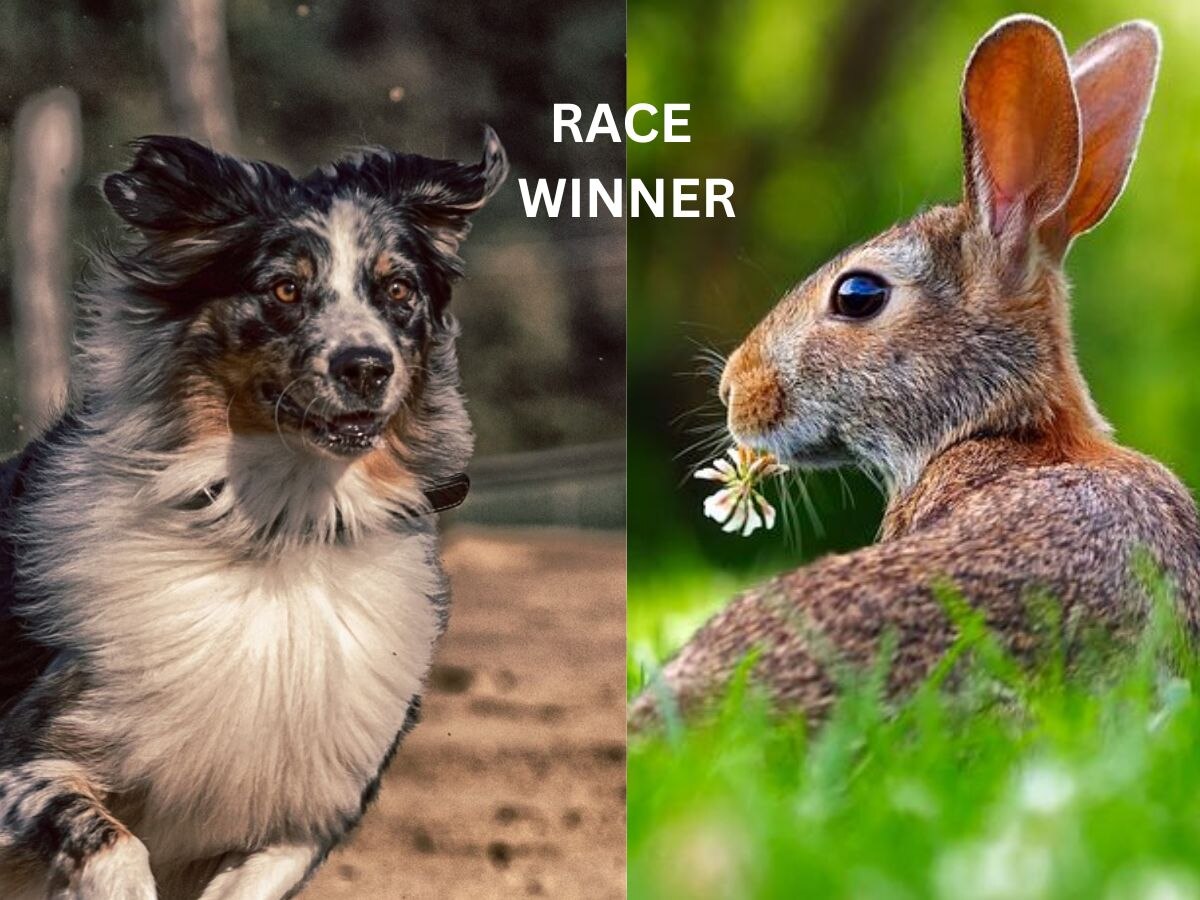 who will win the race between rabbit and dog you will shocked to know ...