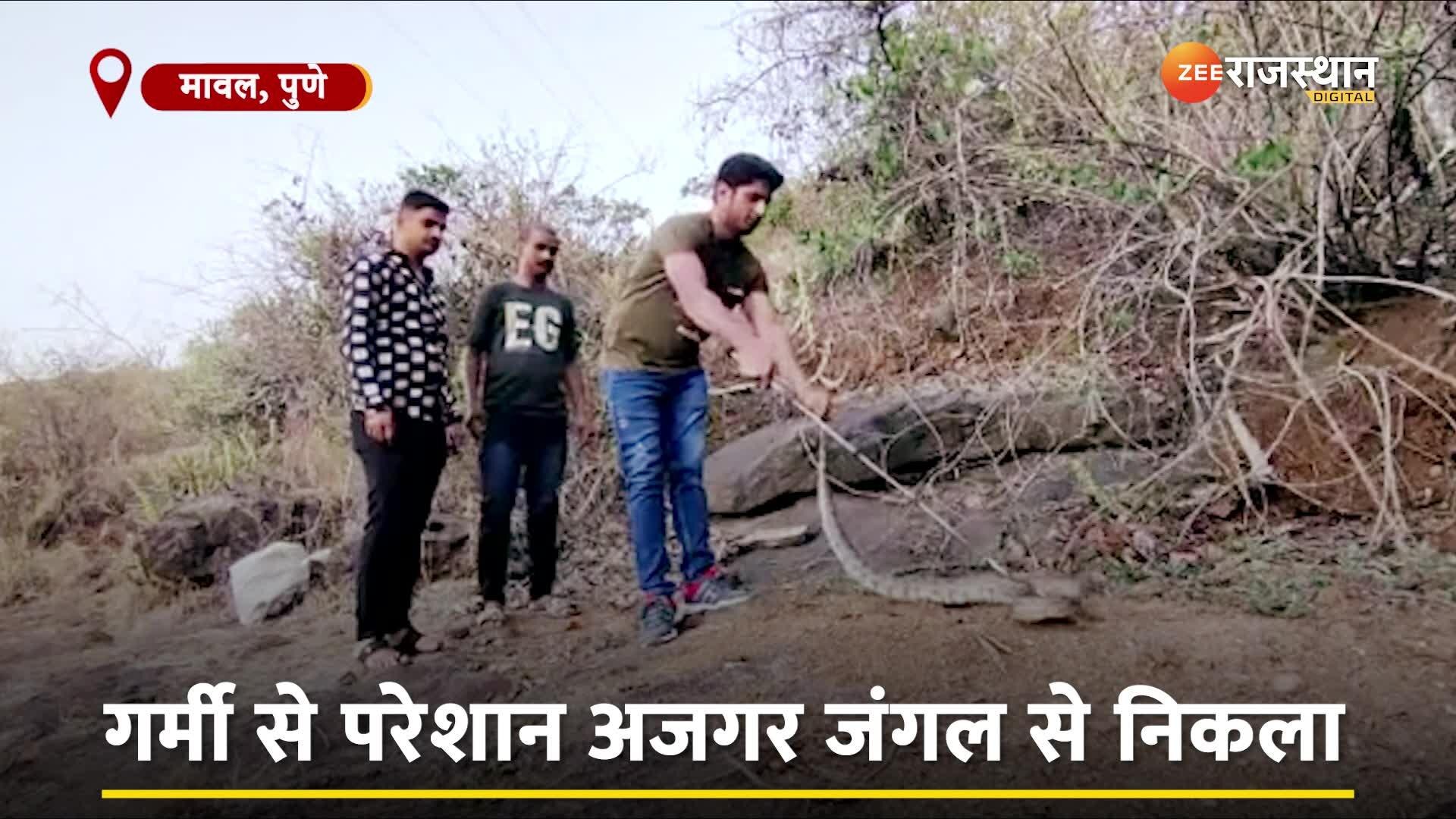 6 feet long python came among people people were shocked to see size ...