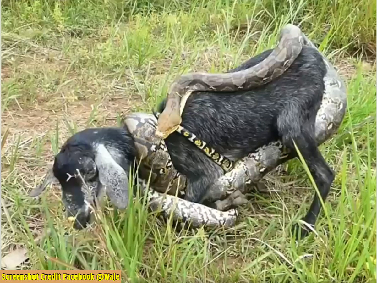 Snake Video Eight feet python hunted goat when humans caught it started ...