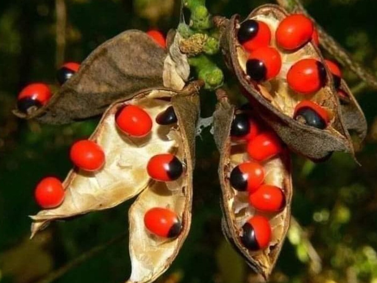 Do you know what is the meaning of Ratti | रत्ती भर की तमीज नहीं है ...