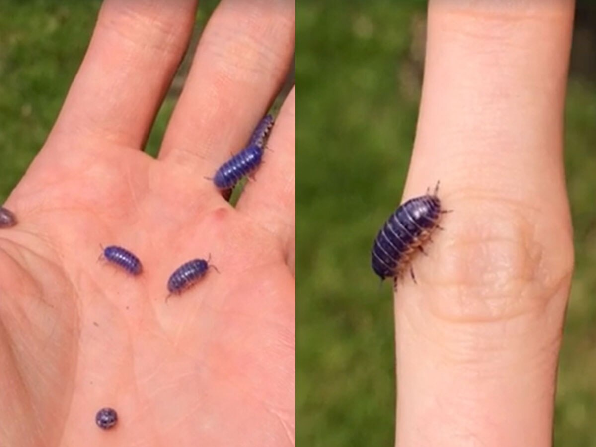 woodlice blue in us turned Blue deadly insect virus effect on insect ...