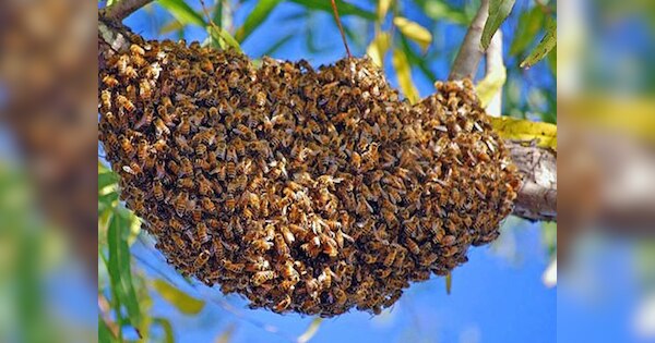 The family members had gone for the marriage of Mango-Mahua, the bees ...