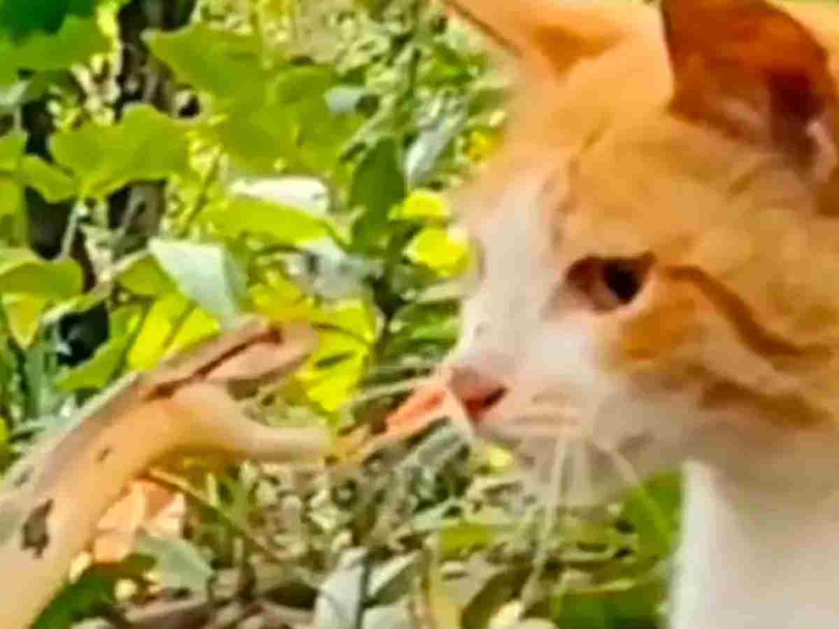 King cobra was going to bite cat he loosened snake swagger by clawing ...