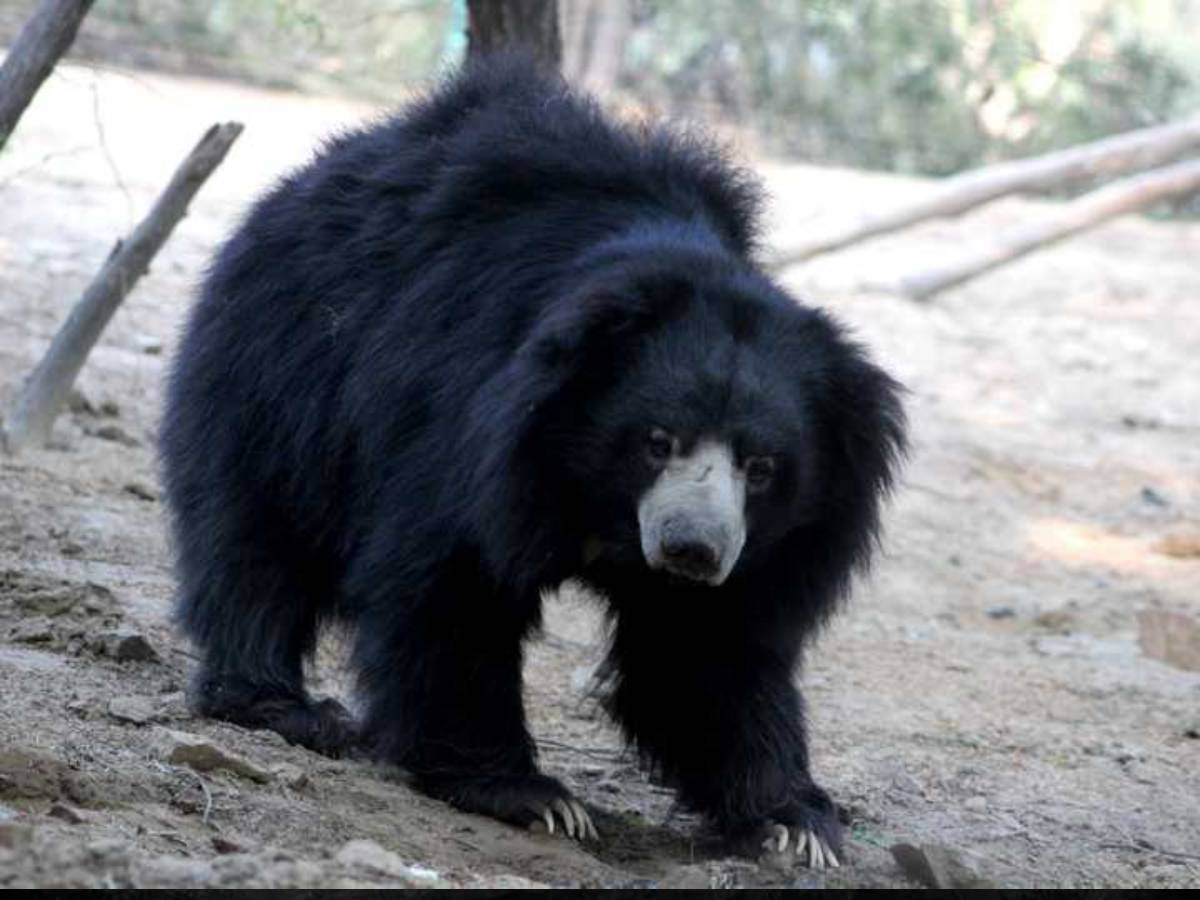 Two bears made sariska forest workers sweat used jeep to stop them | दो ...