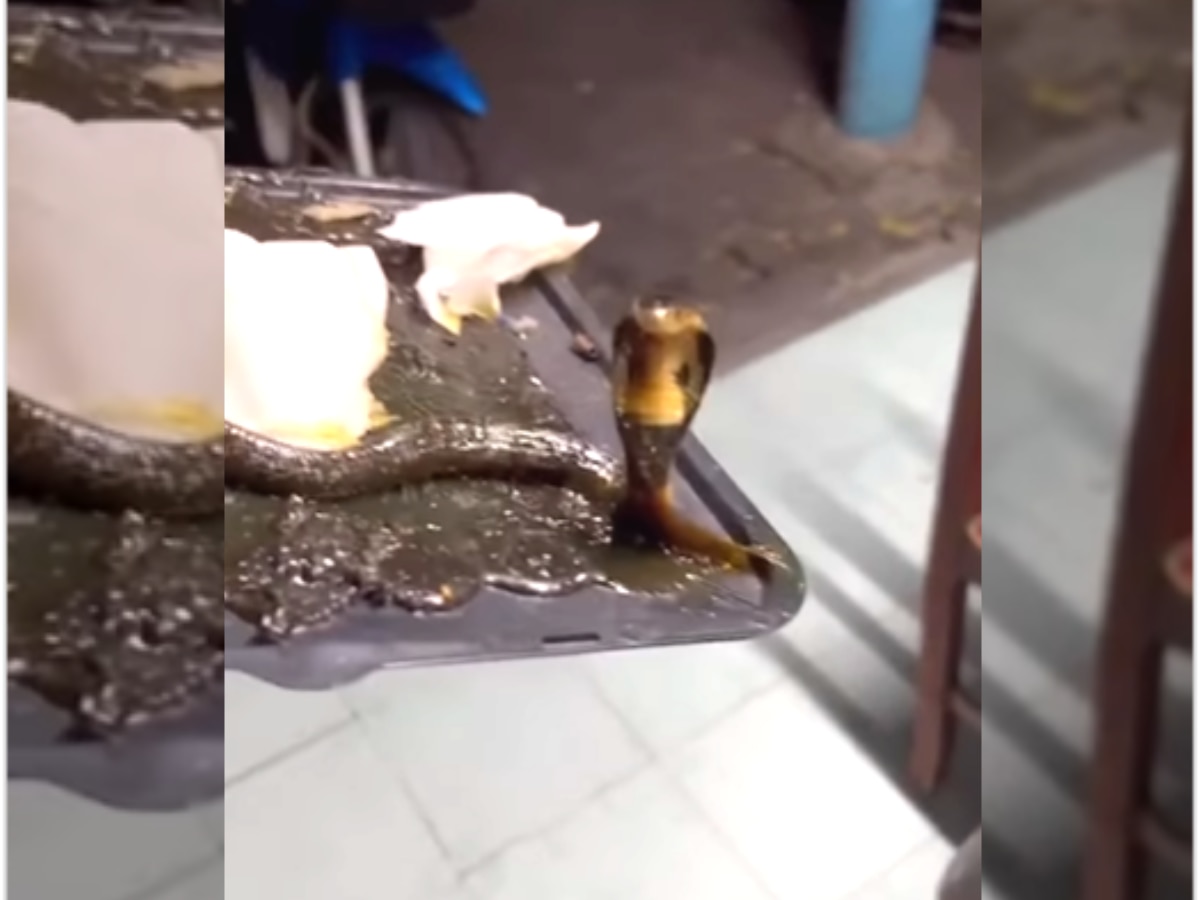 King cobra got trapped in rat trap yet kept scaring by spreading fun ...