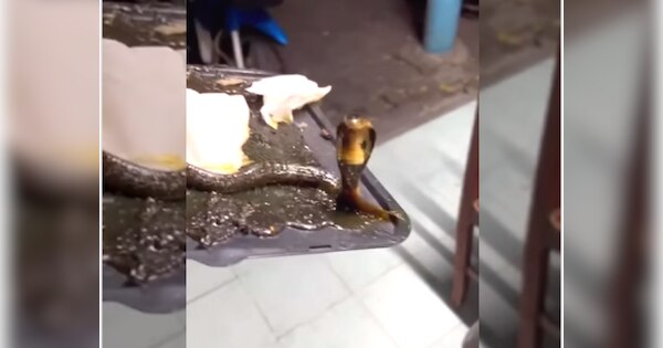 King cobra got trapped in rat trap yet kept scaring by spreading fun ...