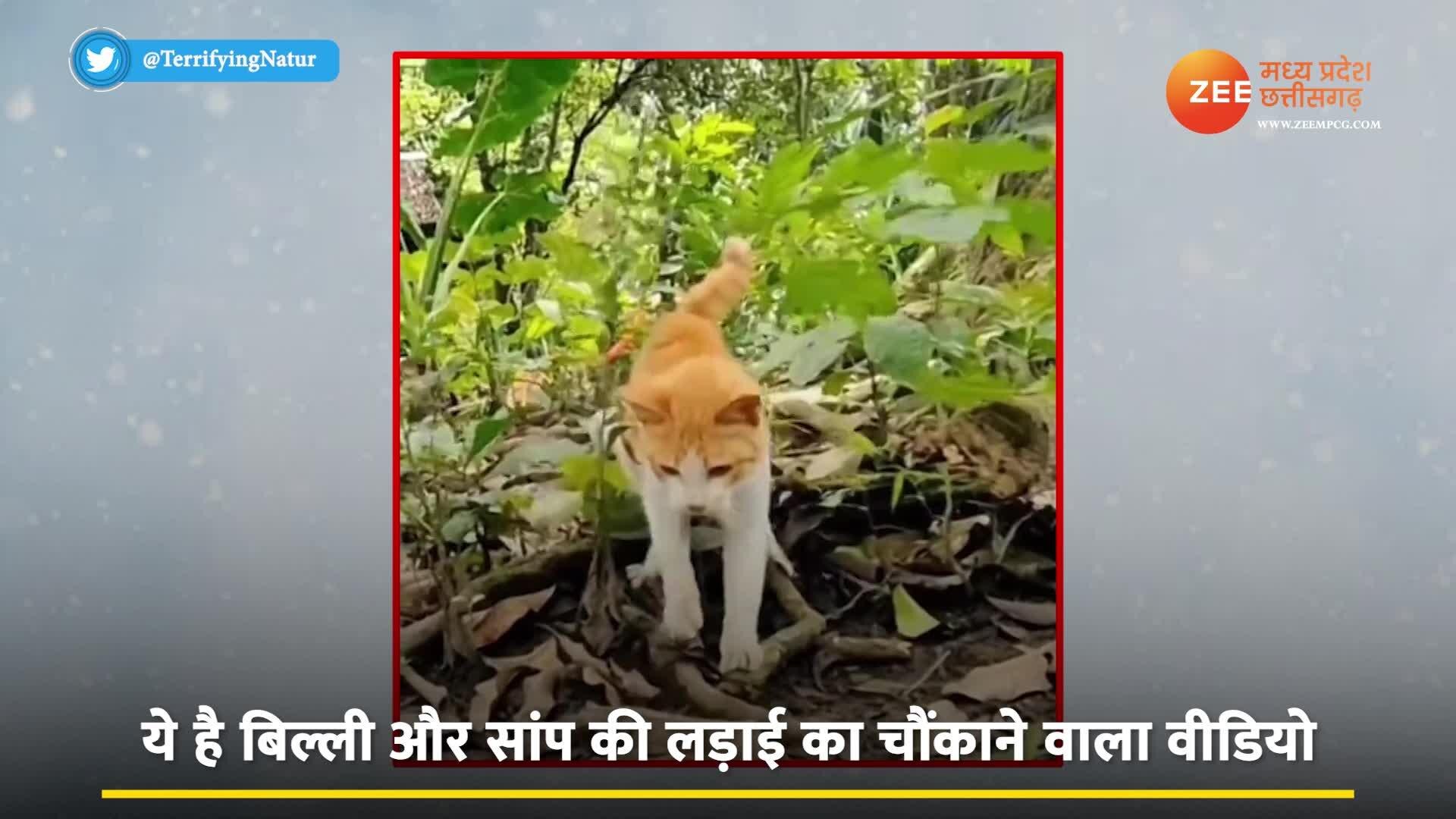 snake attack on cat Then the cat slaps the snake hard you will ...