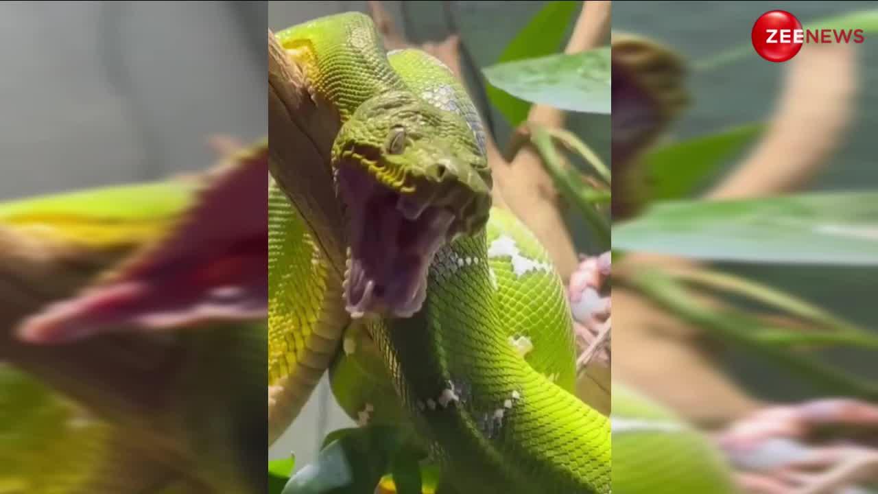 snakes can yawn? yes this viral video of huge green serpents ...