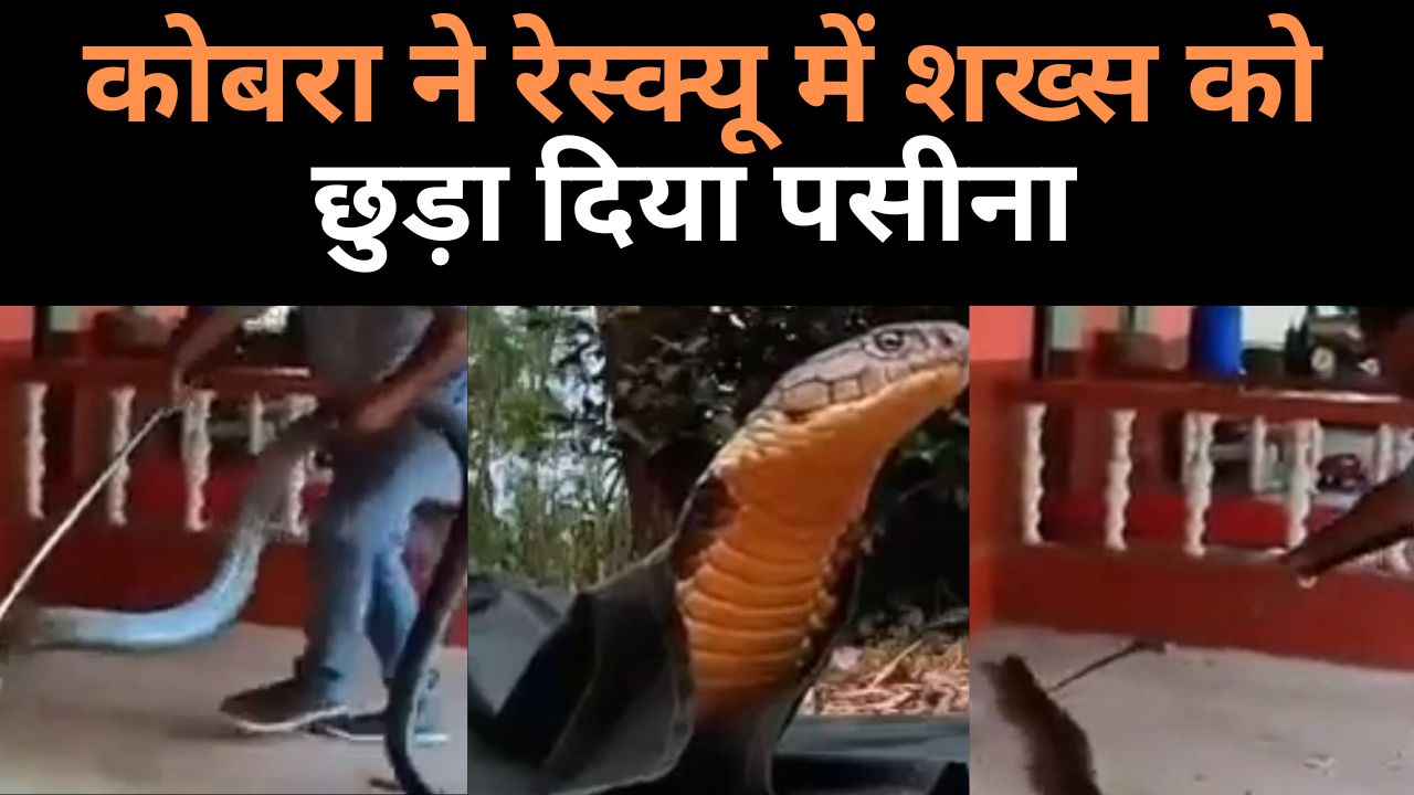 python snake saap Watch King Cobra rescue video person starts sweating ...
