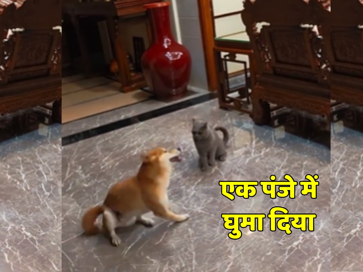 Funny Video cat hit such a paw dog started roaming round in a slap ...