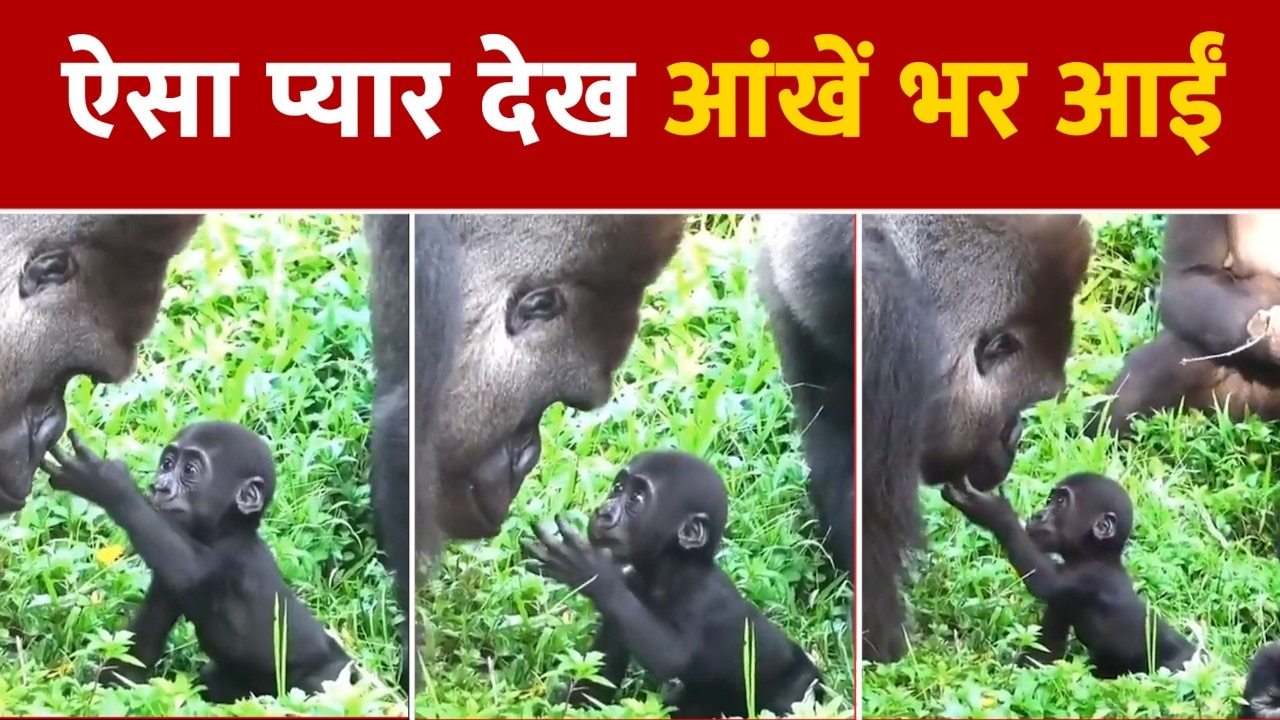 Baby gorilla showed love care to mother on Mothers Day special video ...