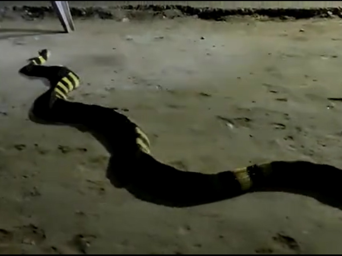 King Cobra People were going to sleep then a dangerous snake took entry ...