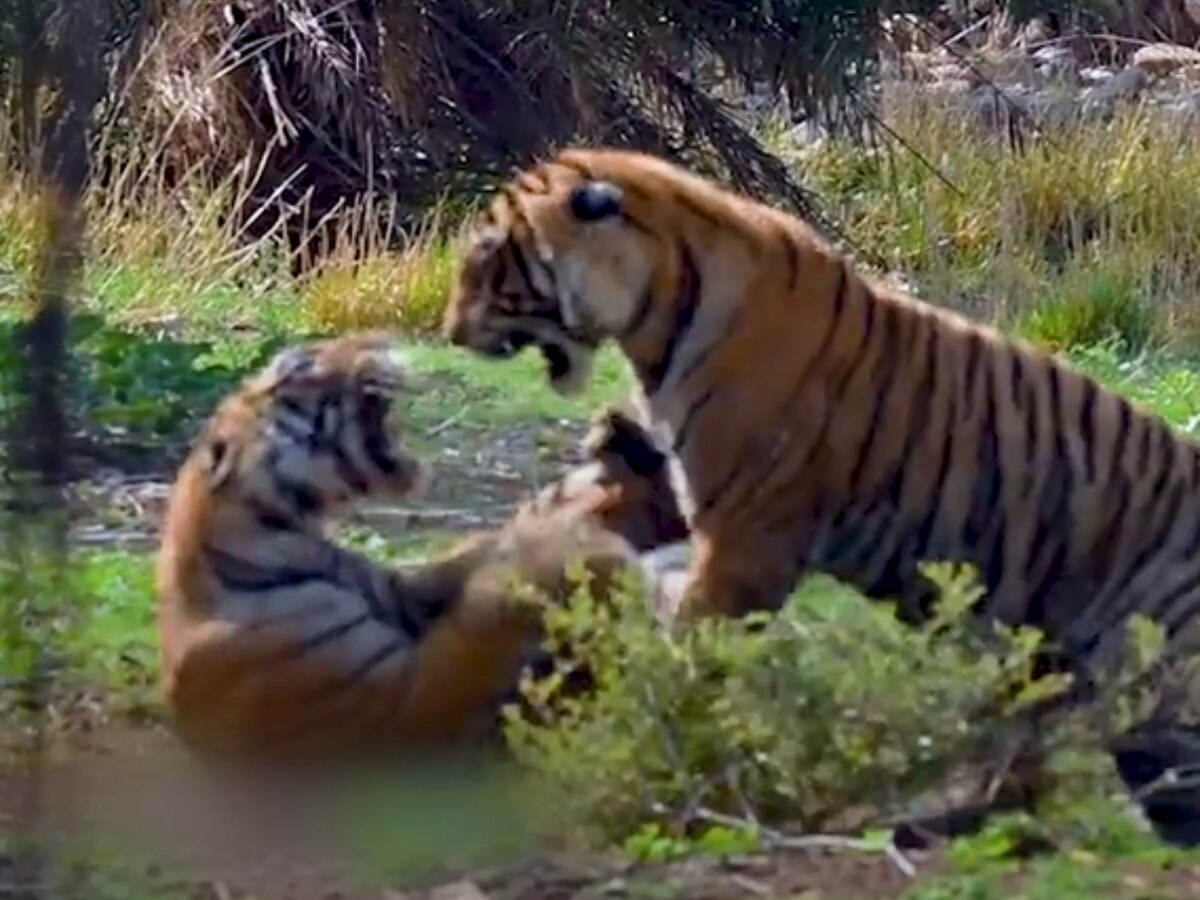 Animal Video Scramble between two tigers video is exciting| Animal ...