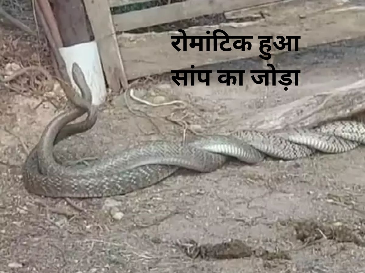 snake couple mating romance in bhilwara video photo | सांपों का रोमांस ...
