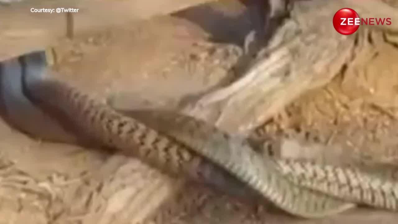 snake couple even failed Imran Hashmi to kiss you will be left teary ...