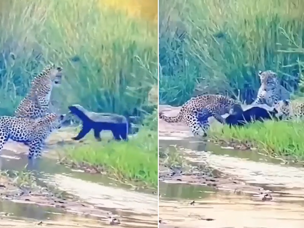 Leopard Attack Video: Three big cat attack on honey badger could not do ...