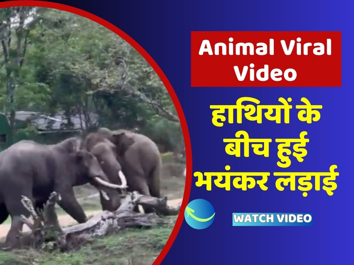 Fierce fight between elephants Animal viral video surfaced | हाथियों के बीच हुई भयंकर लड़ाई ...