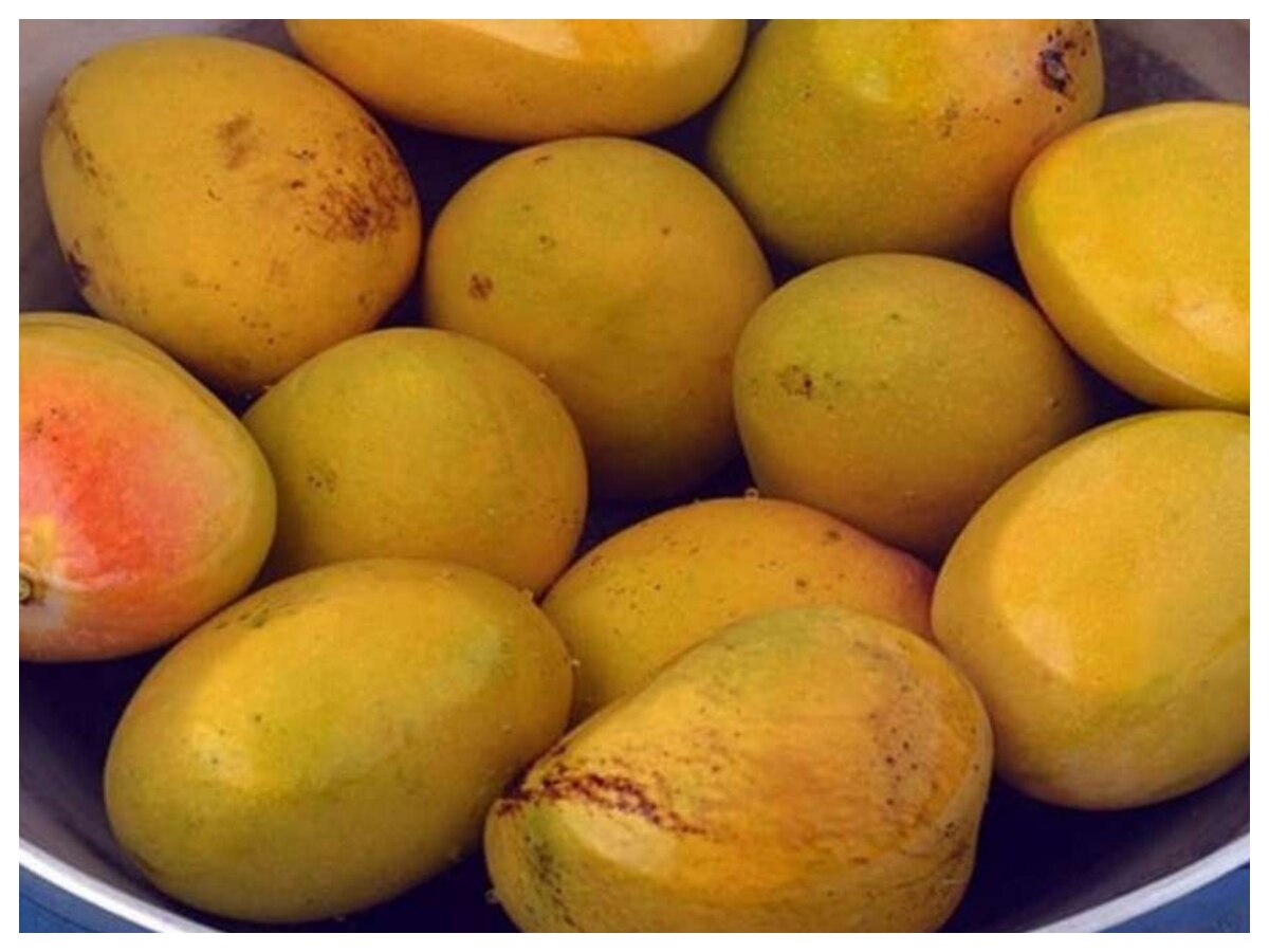 health tips disadvantages of eating mangoes without soaking them in ...