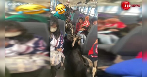 incredible man boarded with goats in the bullet train passengers were ...