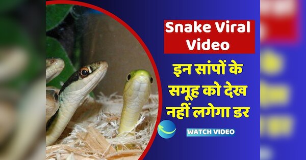 Snake Viral Video Alia cuteness fails in front of group of snakes will ...