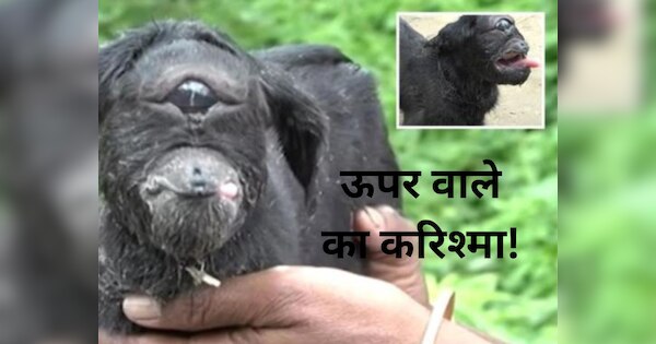 goat with human like appearance one eyed mutant people shocked | मुंह ...
