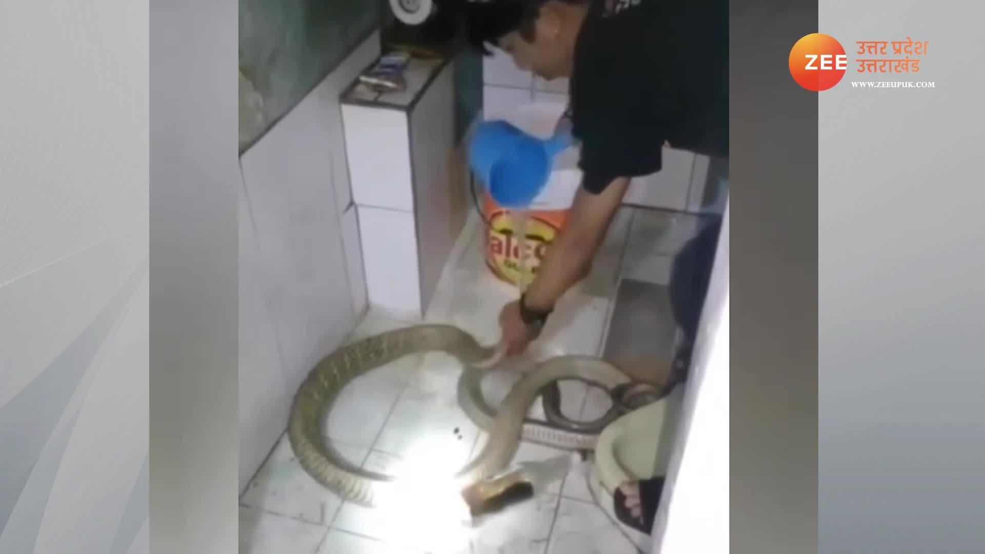 man gives cold water bath to venomous snake shocking video goes viral ...