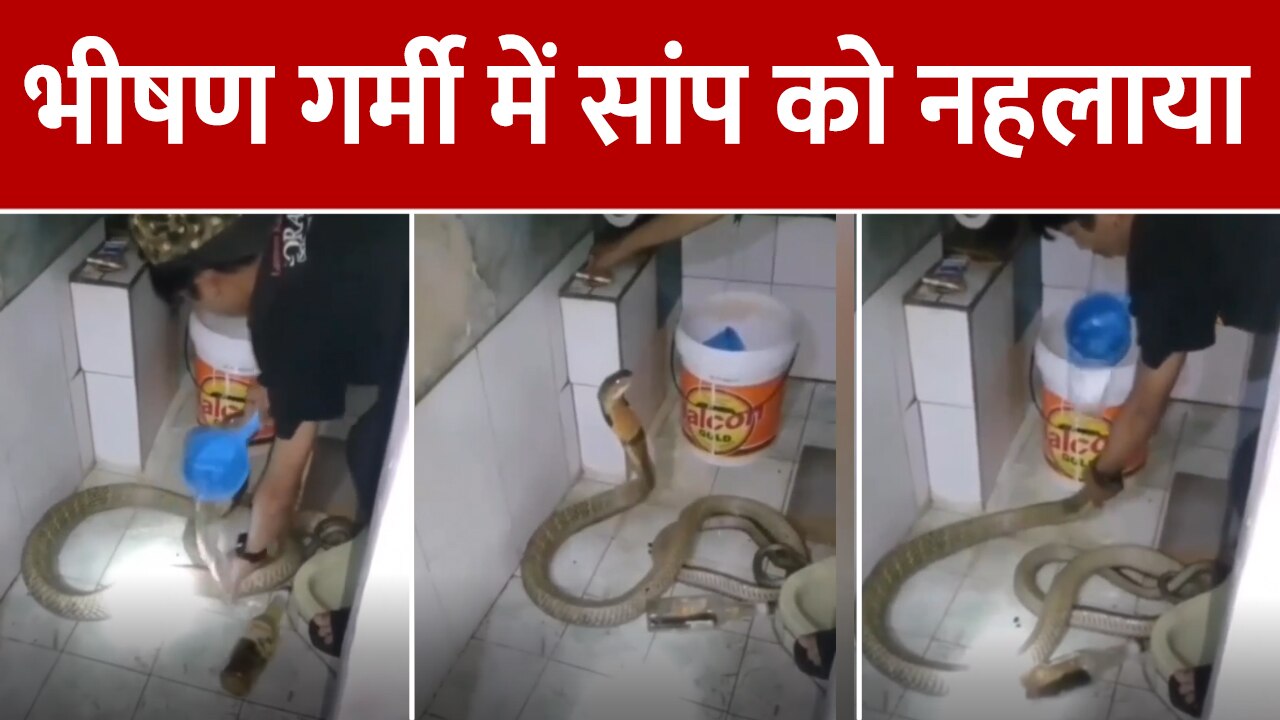 man gives cold water bath to venomous snake shocking video goes viral ...