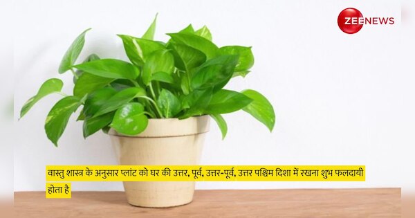 Lucky Plant: As soon as this plant is planted in the house, the ...