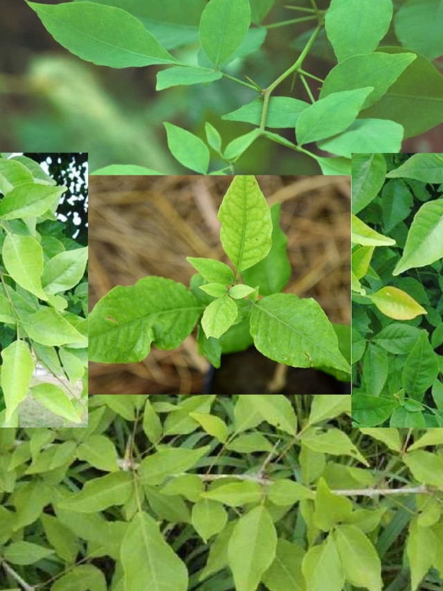 Benefits of Belpatra arthik tangi dur karne ke upay belpatra ke totke ...