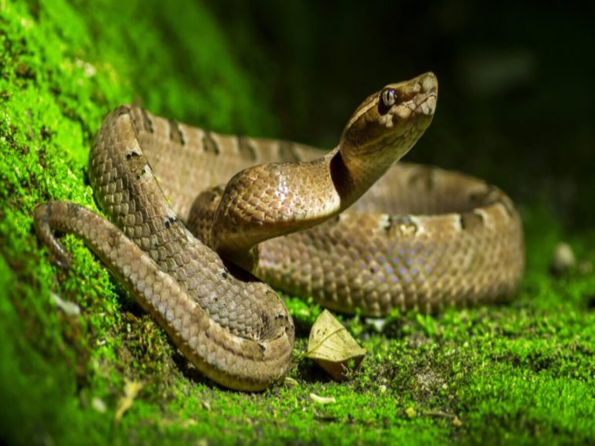 Countries Without Snakes: ବିଶ୍ୱର ସେହି ଦେଶ ଯେଉଁଠି ଗୋଟିଏ ହେଲେ ନାହିଁ ସାପ ...