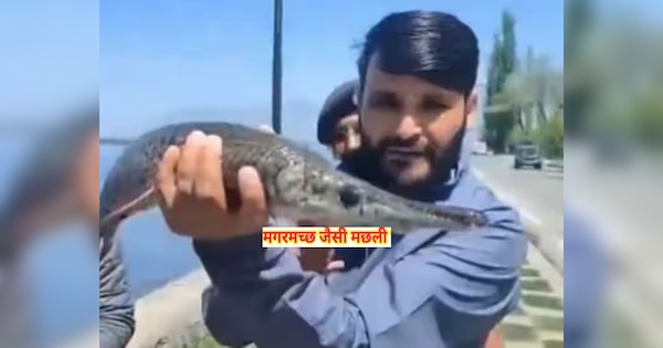 India Rare Alligator Gar Fish found in Dal Lake of Kashmir magarmach ...