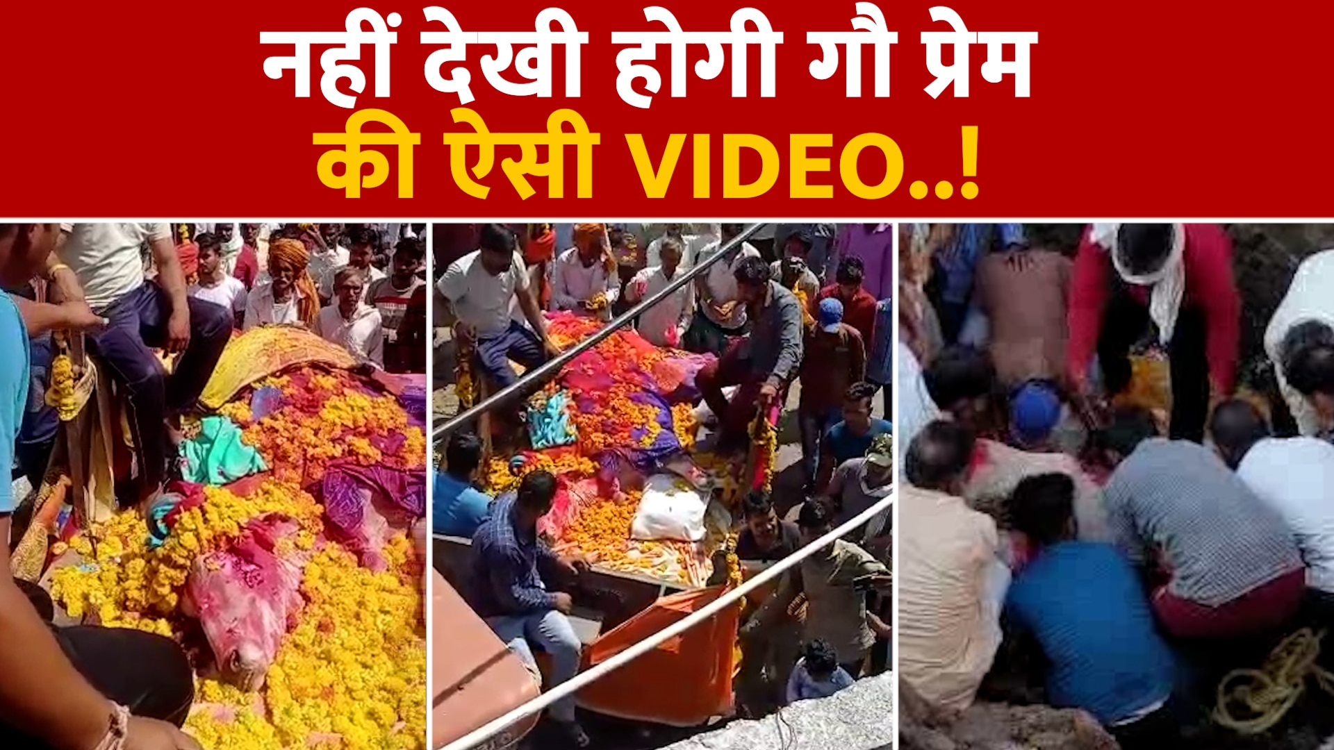 Cow Funeral Procession Video Viral From Ujjain People Love Village ...