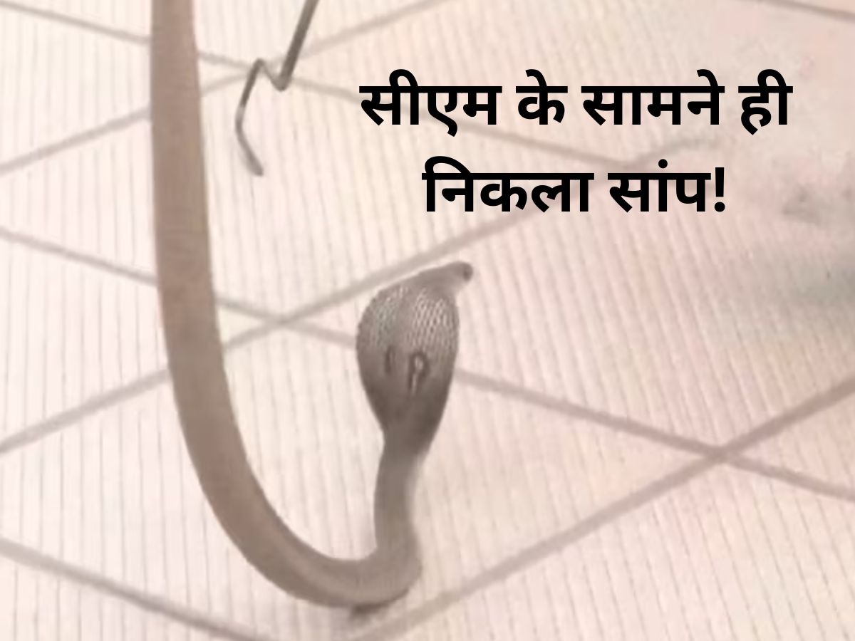 karnataka election result snake entered in bjp camp cm bommai presence | मतगणना के समय जहां बैठे ...