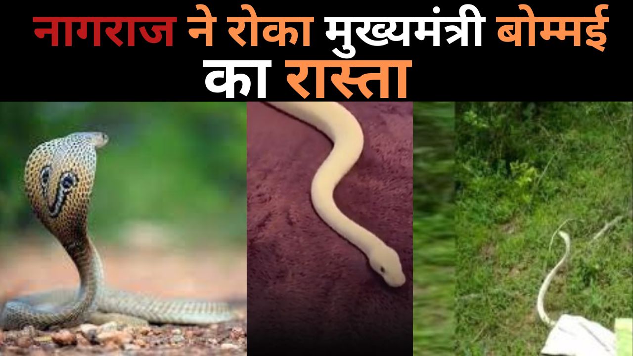 Karnataka Snake Video Nagraj blocked the way of BJP leader Shivraj Sajjan watch video ...