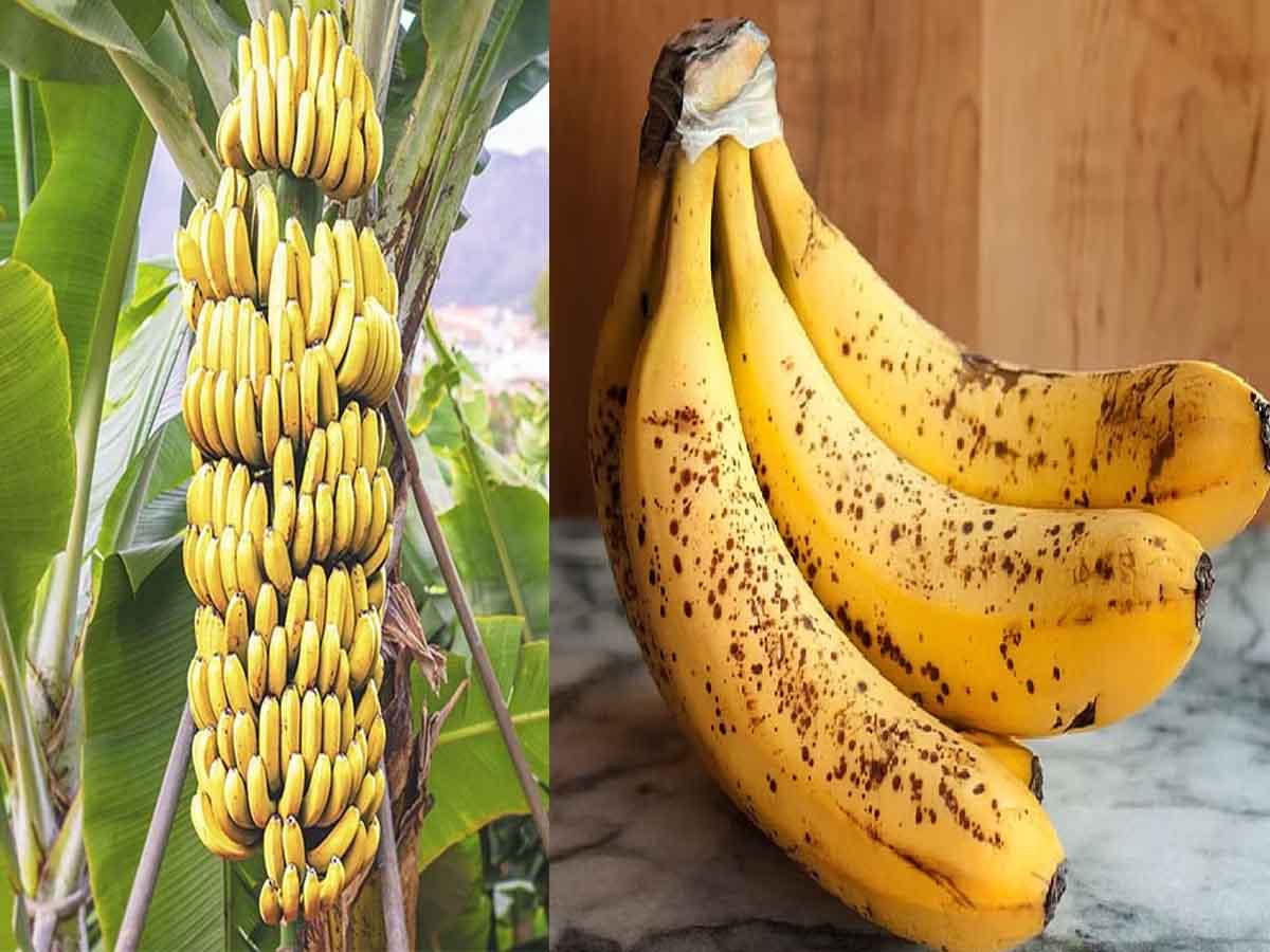 Why Banana crooked know science secret kela teda kyu hota hai | banana ...
