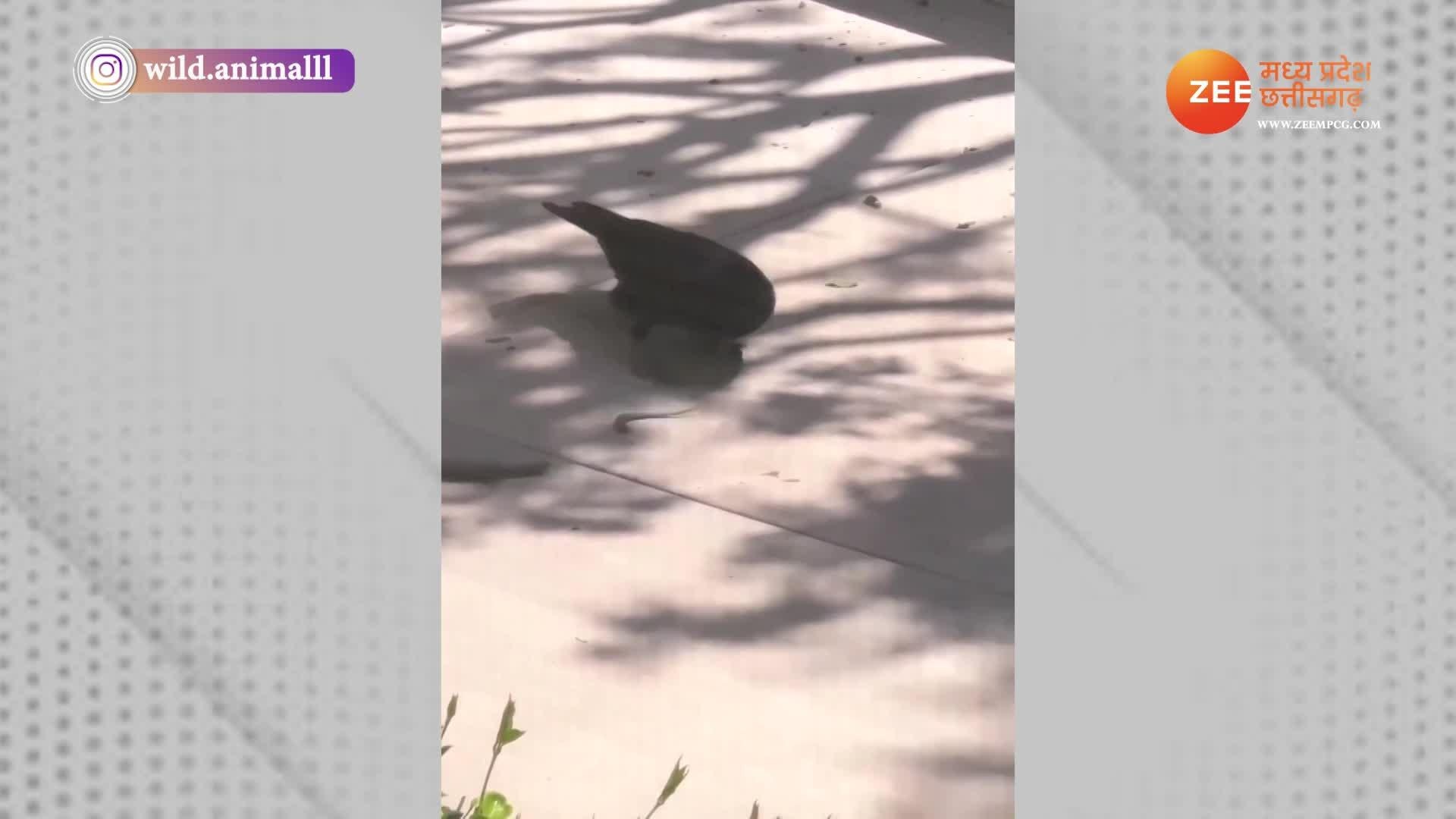 The crow dirty act came and cut chameleon tail girgit ki puch kaat di ...