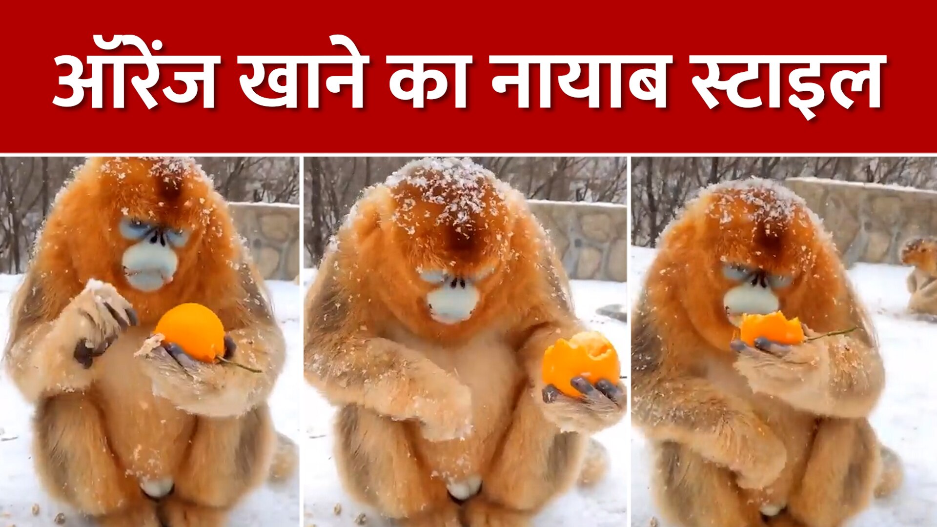 video of snow monkey eating orange in unique way viral | बंदर का ऑरेंज ...