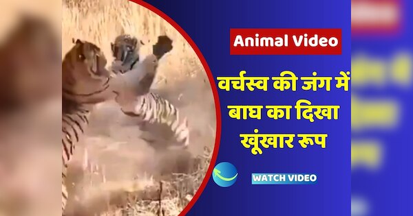 Tiger battle of supremacy ferocious fight video went viral | वर्चस्व की ...