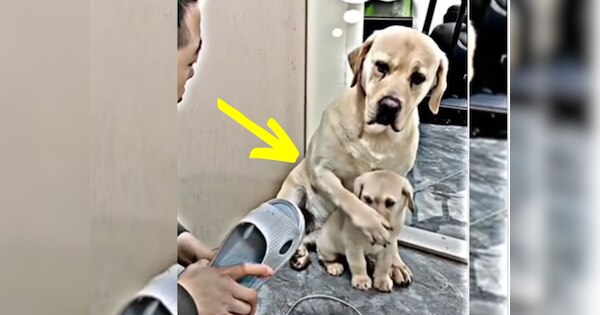 Mother Day person beat puppy with slippers then mother did special ...