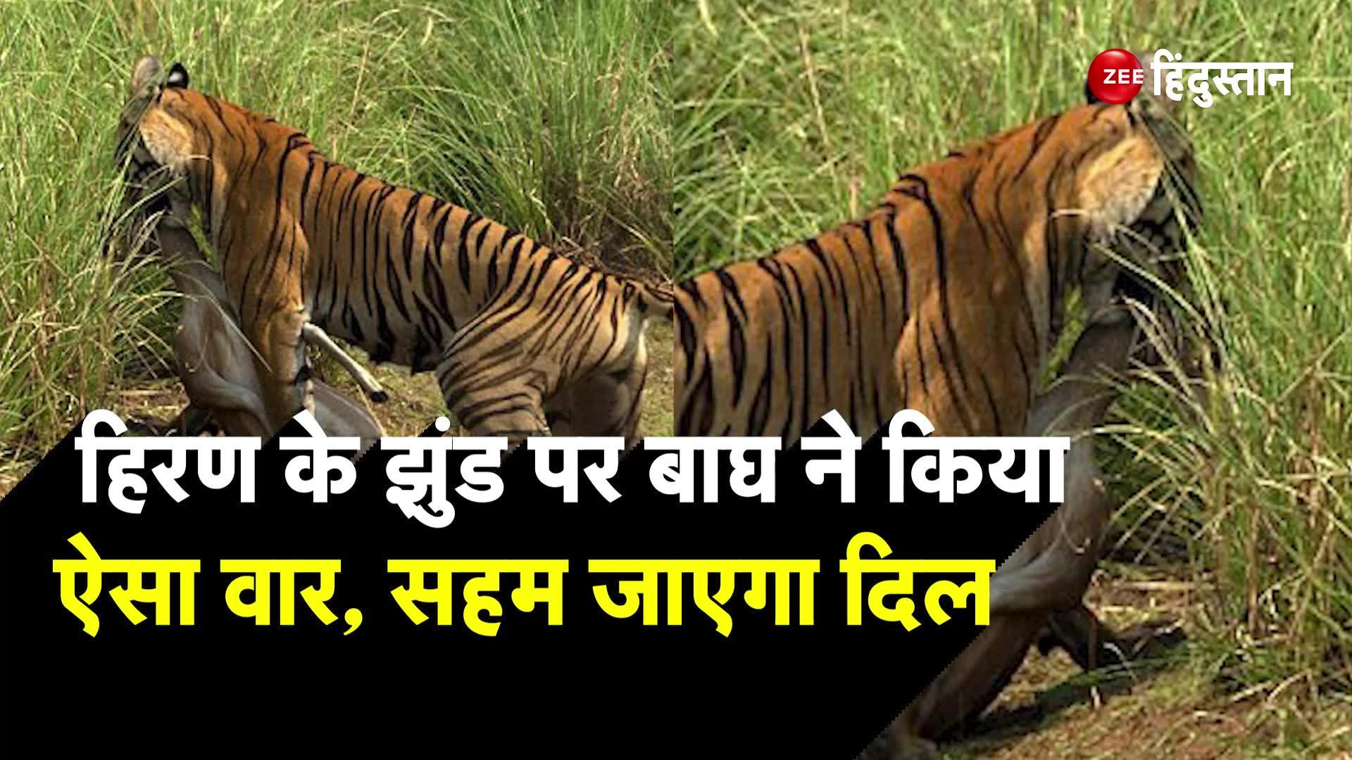 Tiger attacked deer in a terrible way watch this viral video | Tiger ...