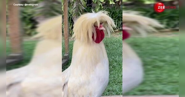 chicken tere naam hairstyle goes viral watch funny video | 'उड़े जब-जब ...