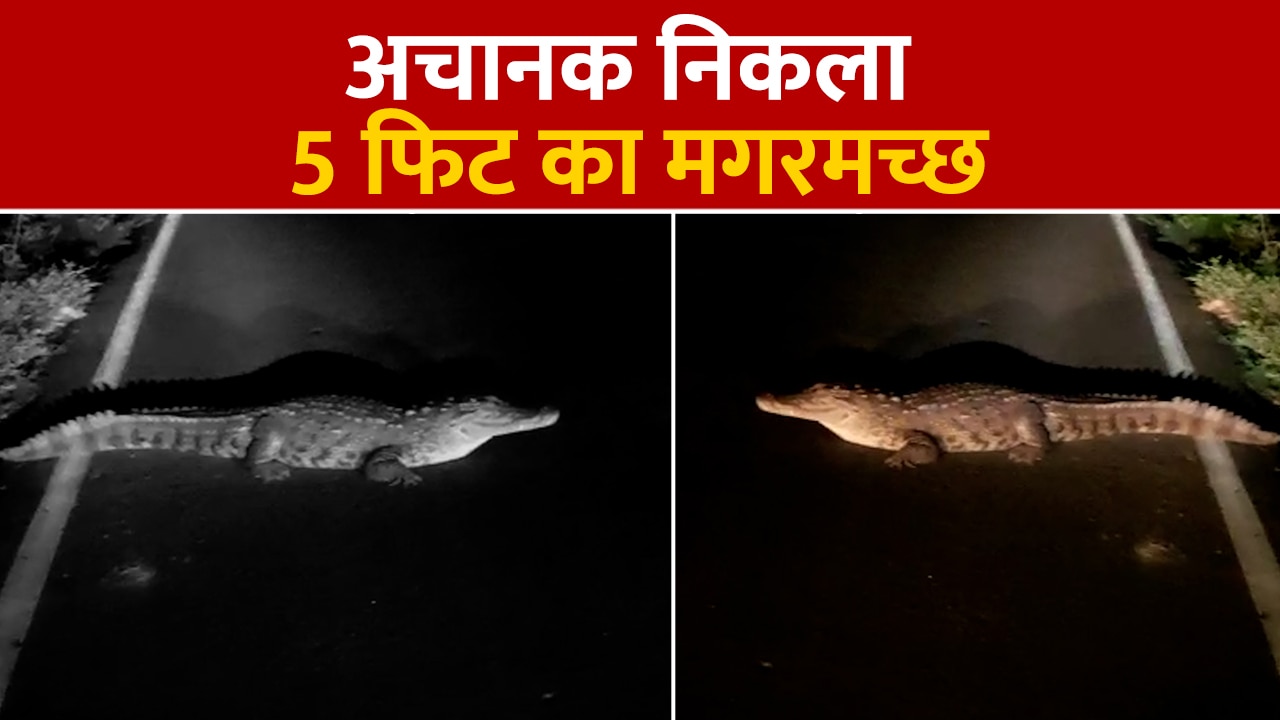 Crocodile On Road Shamshan Ki Puliya Sadak Par Nikla Magarmachchh ...