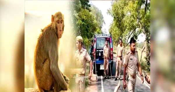 Uttar Pradesh News death of monkeys 40 monkeys killed in Hapur Forest Department in action | 40 ...