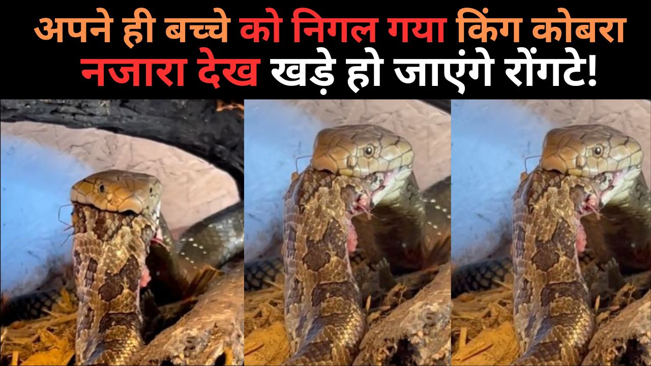 Python Snake Shocking Viral Video King cobra swallowed its own child get goosebumps seeing sight ...