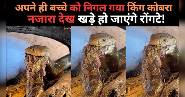 Python Snake Shocking Viral Video King cobra swallowed its own child get goosebumps seeing sight ...