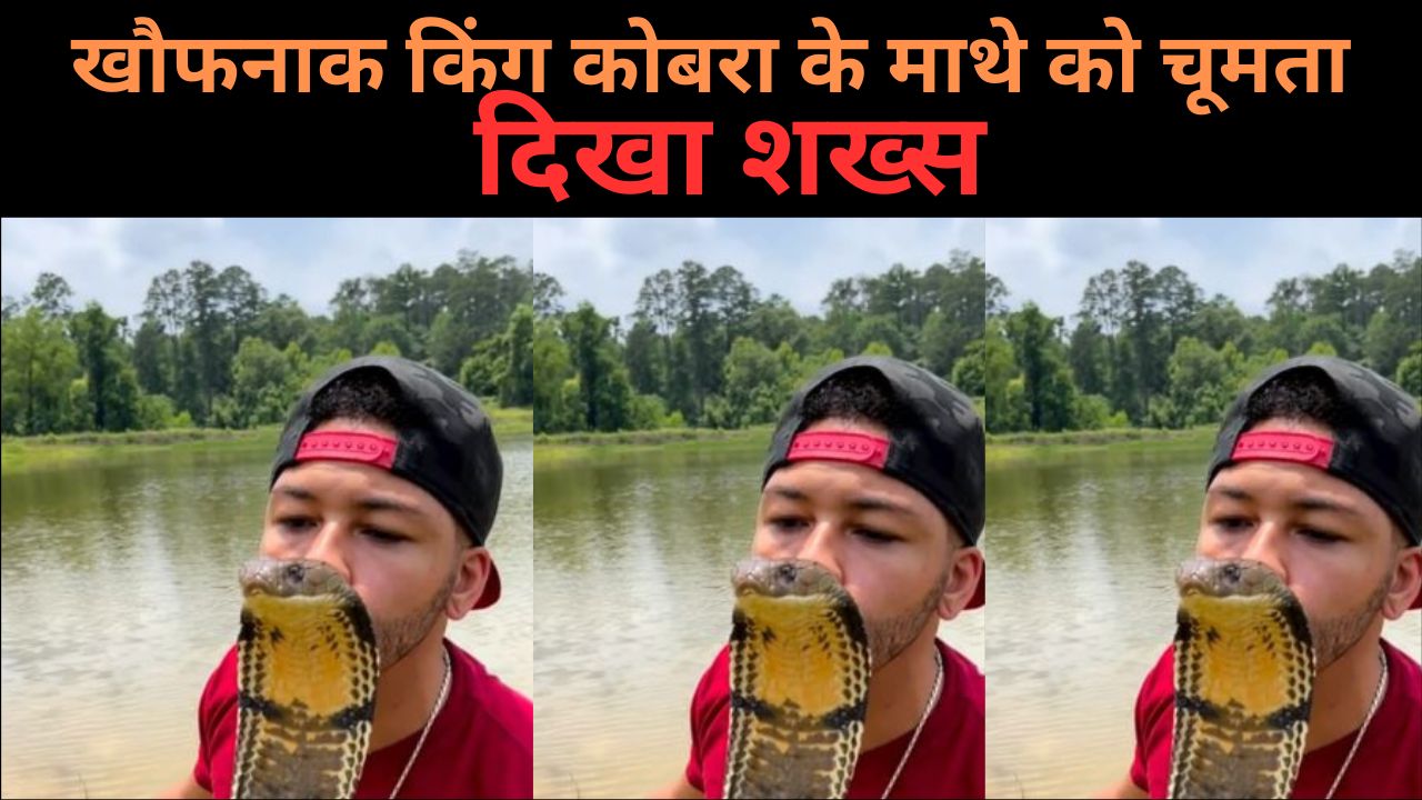 python snake kiss seen person seen kissing dreaded King Cobra forehead ...