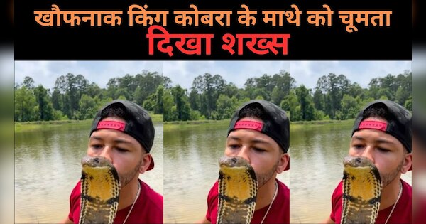 python snake kiss seen person seen kissing dreaded King Cobra forehead ...