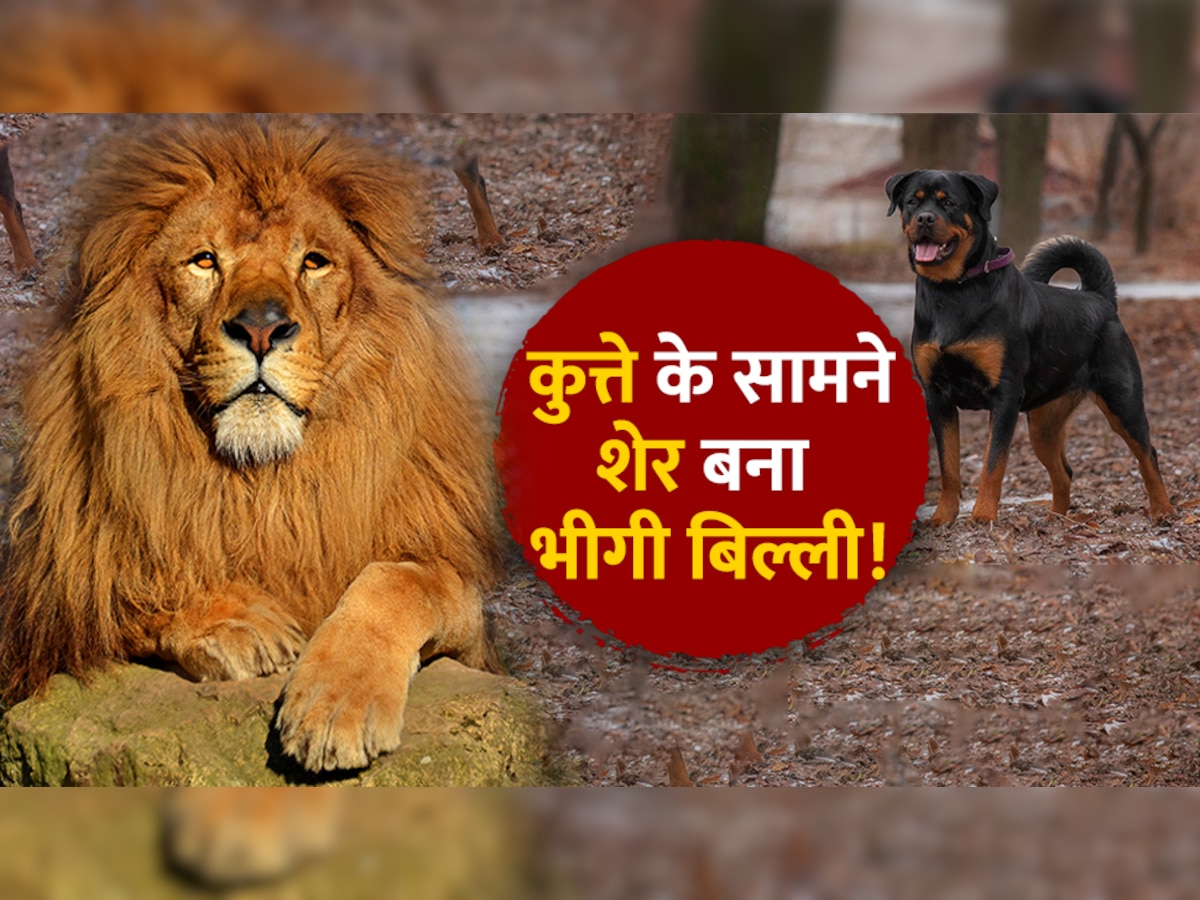 Dog Video: कुत्ते के सामने शेर बना भीगी बिल्ली, लोगों ने कहा ये वीडियो ...