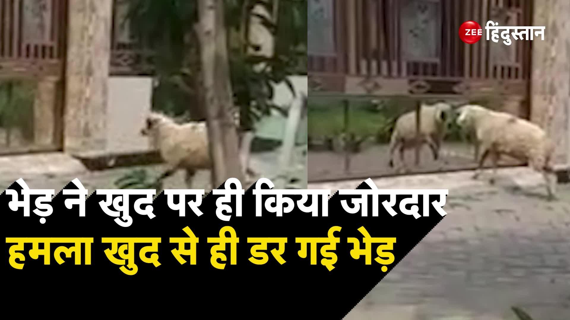 Sheep shocked by see herself in mirror watch this video goes viral on ...