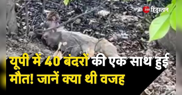 Death of 40 monkeys created a stir how can monkeys die together ...